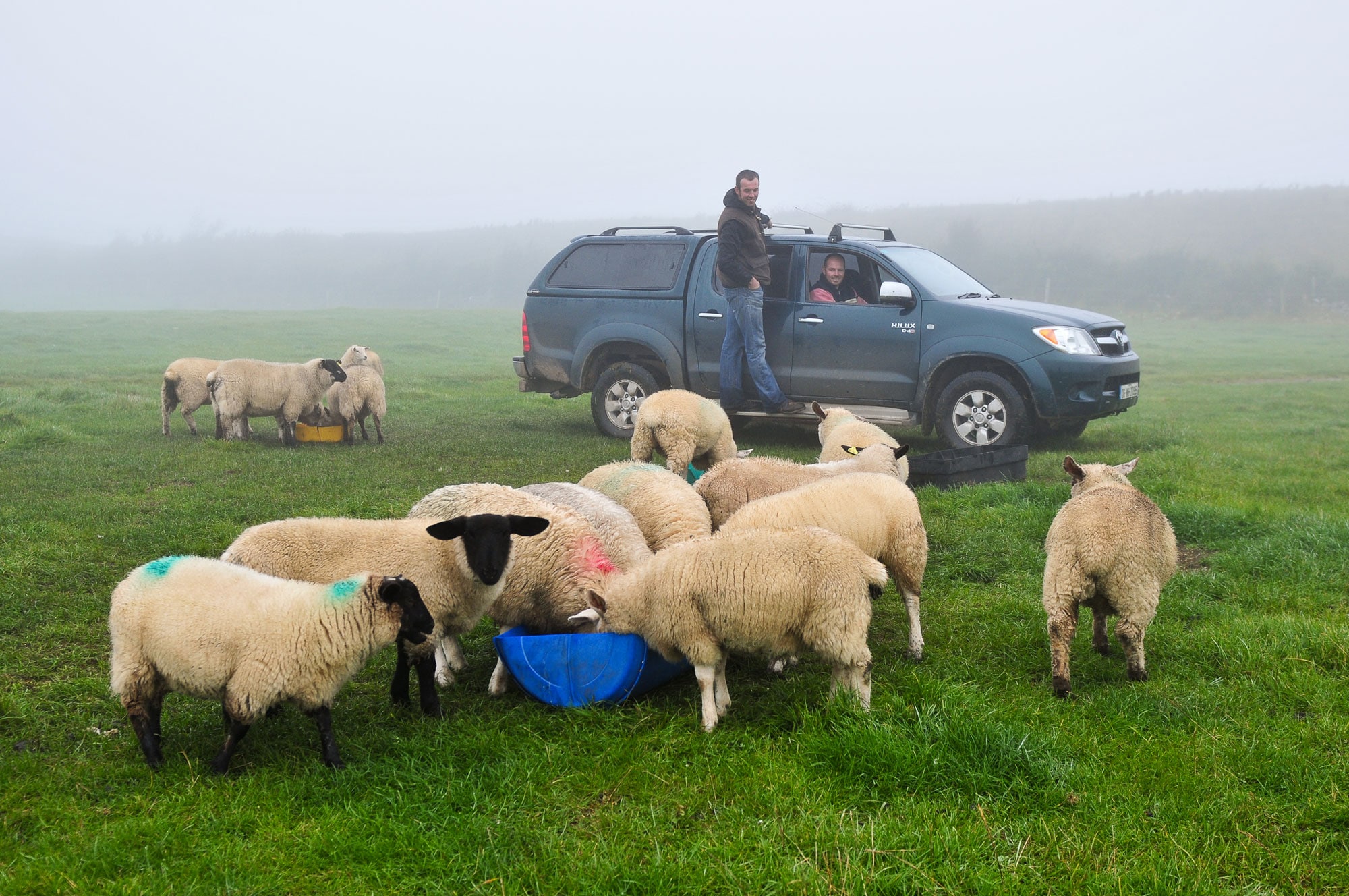 Lambing 2026 Castlemine Farm